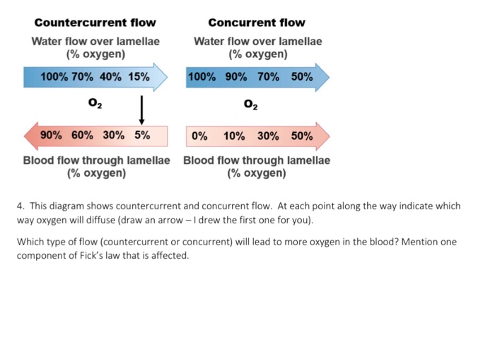 Solved This Diagram Shows Countercurrent And Concurrent