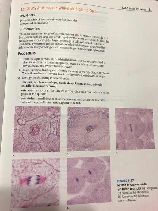 Cytokinesis Under Microscope