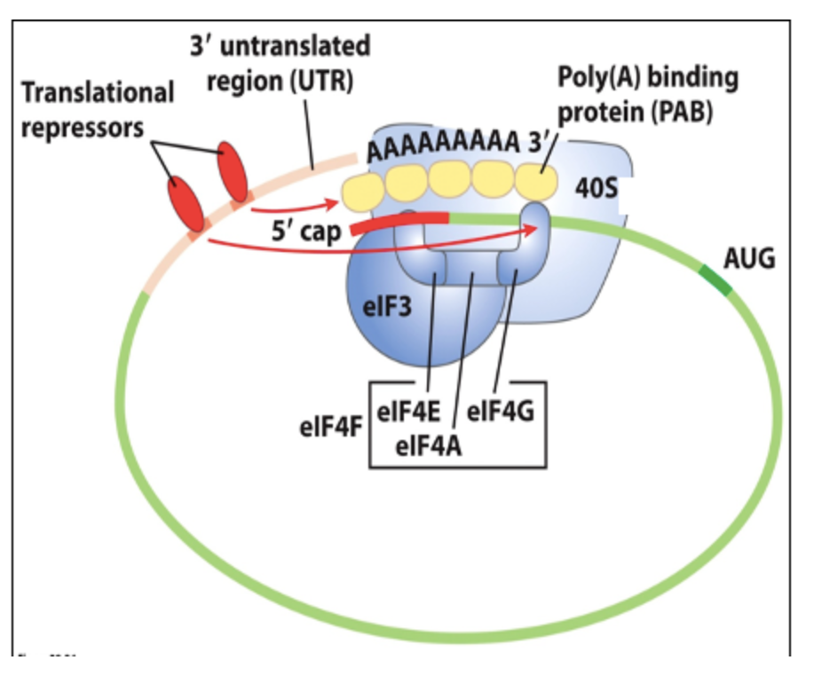 Solved 3' untranslated Translational region (UTR) Poly(A) | Chegg.com