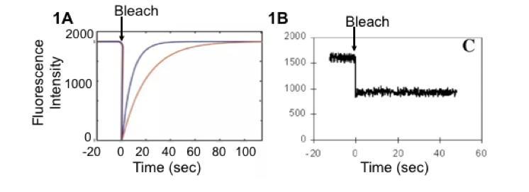 Solved You discovered a new cell surface protein | Chegg.com
