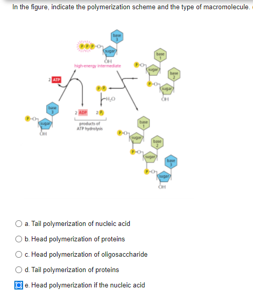 Solved In the figure, indicate the polymerization scheme and | Chegg.com
