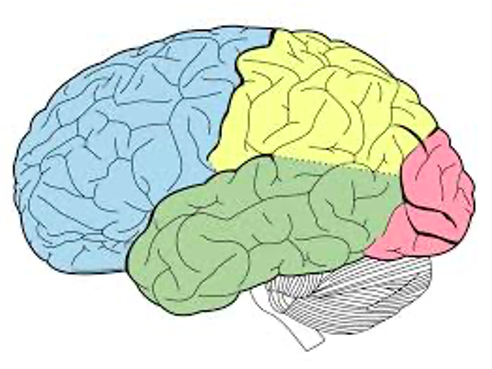 Solved Name all the sulci in this image. | Chegg.com