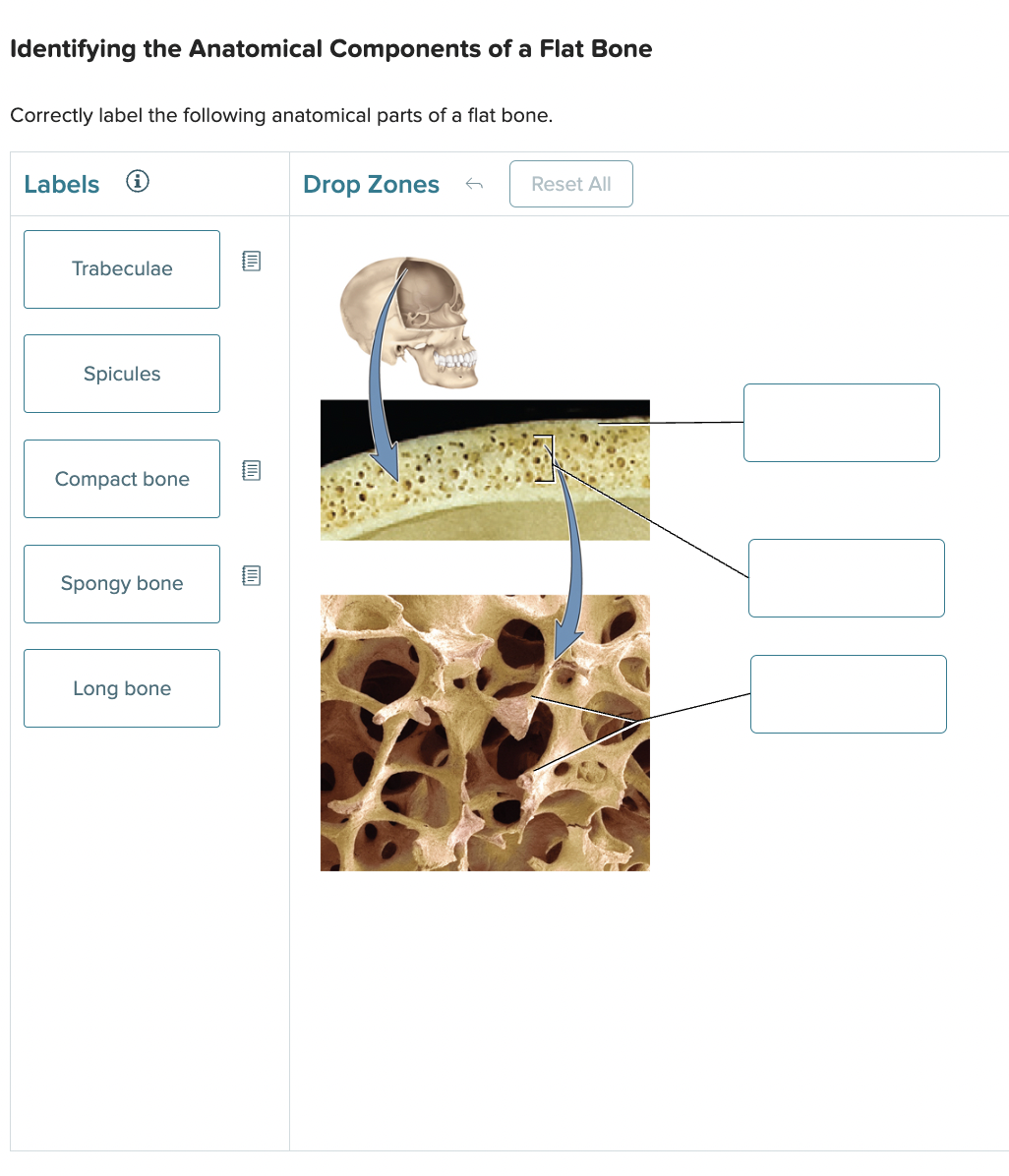 Solved Identifying the Anatomical Components of a Flat | Chegg.com