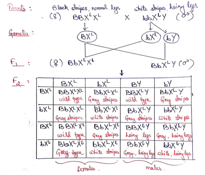Data set A summarizes F2 numbers from an F1 cross | Chegg.com