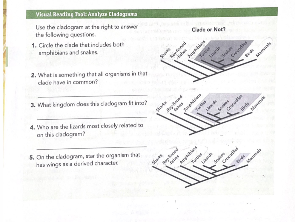 Solved Use the cladogram at the right to answer the | Chegg.com
