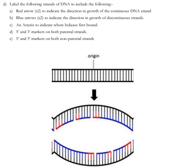 Solved d) Label the following strands of DNA to include the | Chegg.com