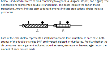Below is indicated a stretch of DNA containing two | Chegg.com