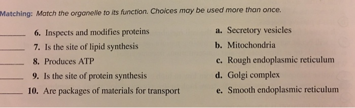 Solved Matching: Match the organelle to its function. | Chegg.com