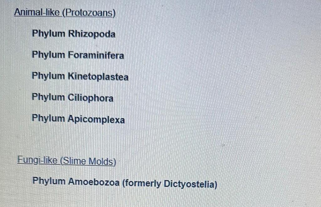 Solved Animal-like (Protozoans) Phylum Rhizopoda Phylum | Chegg.com