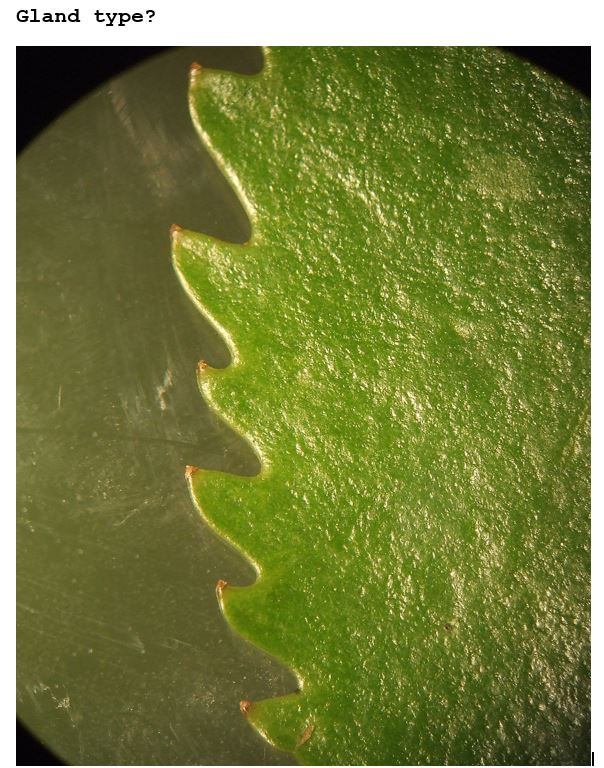 Solved Gland type? Tooth type? What type of Compound or | Chegg.com