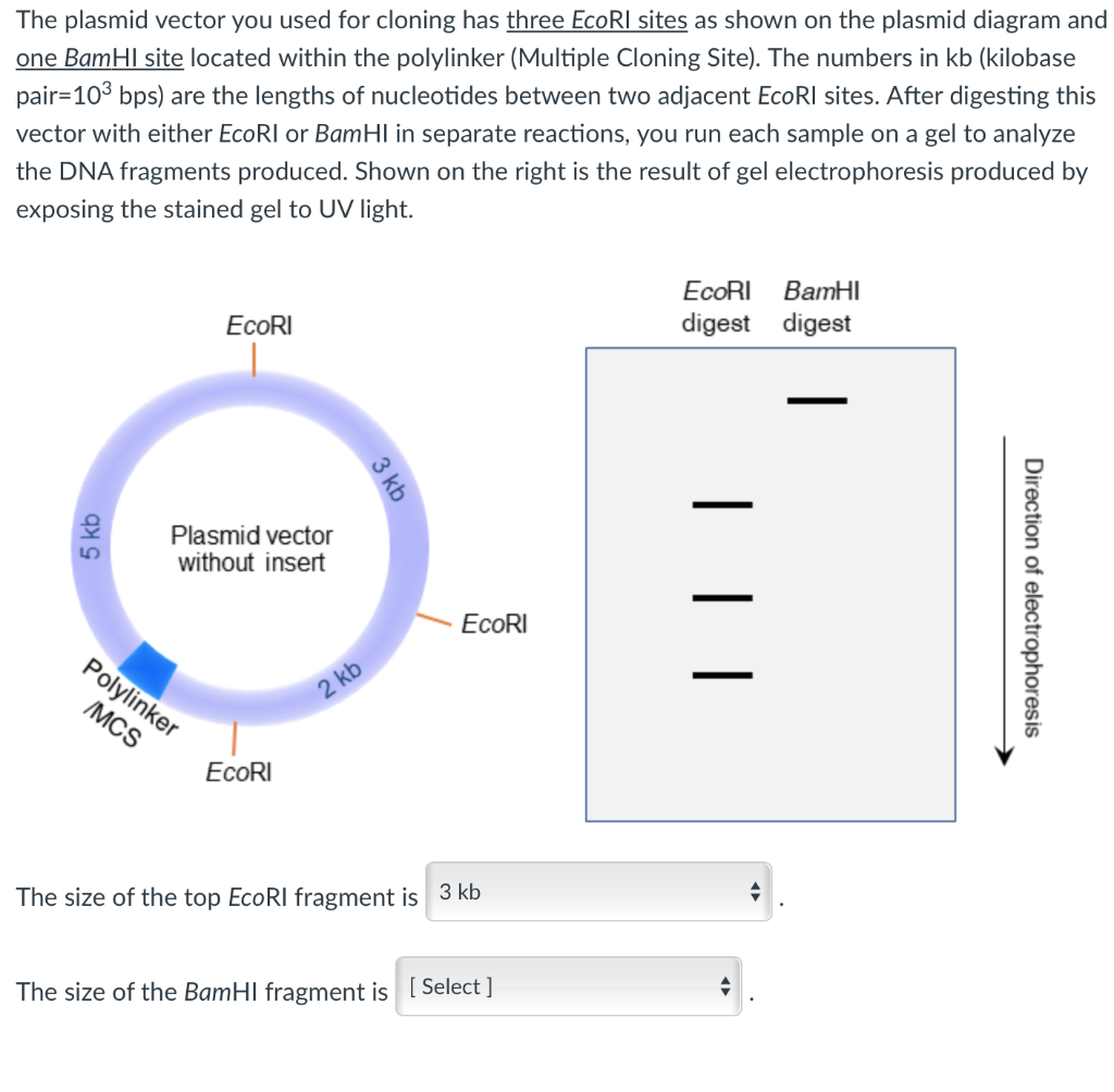 Solved The plasmid vector you used for cloning has three | Chegg.com Solved The plasmid vector you used for cloning has three | Chegg.com