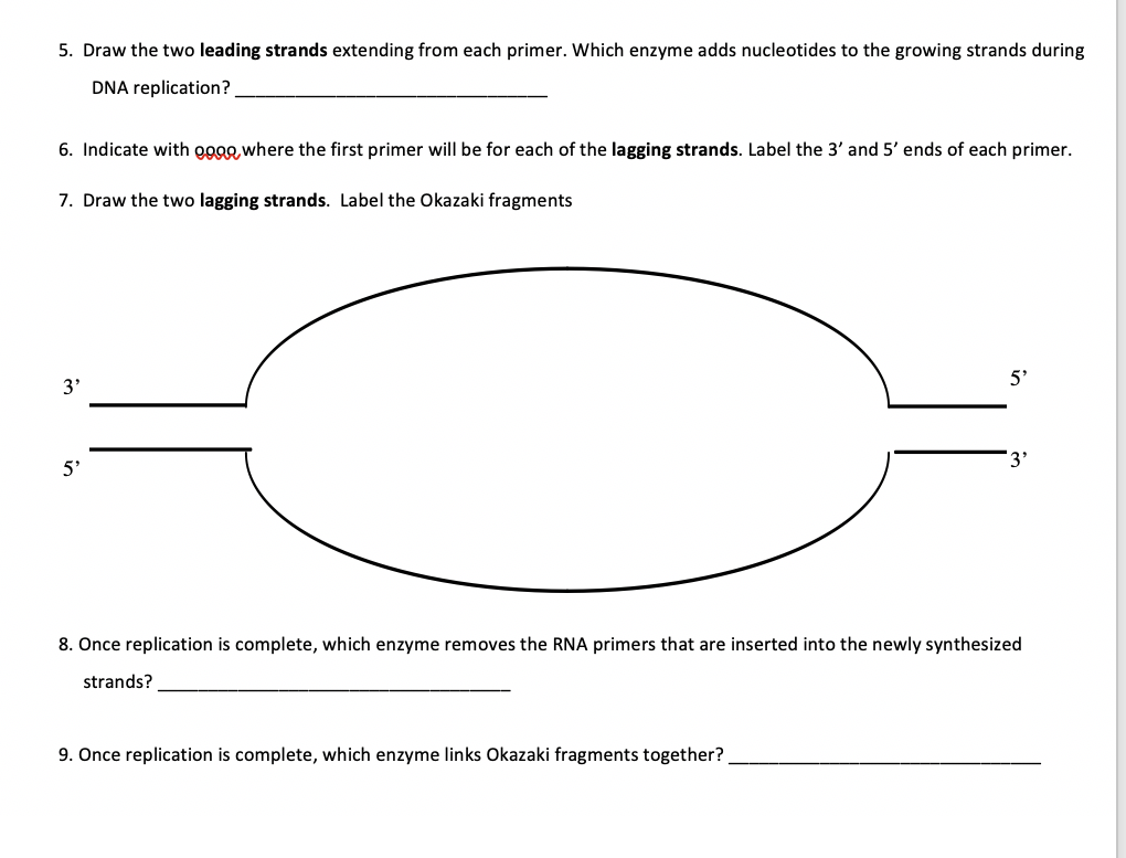 Solved 5. Draw the two leading strands extending from each | Chegg.com