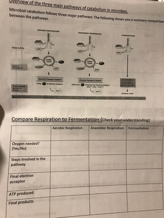 Solved Ch 8: Microbial Metabolism- Catabolic Process Review | Chegg.com