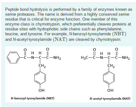 Solved Peptide bond hydrolysis is performed by a family of | Chegg.com