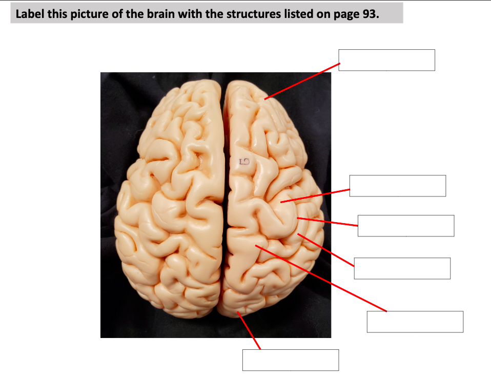 Solved Label this picture of the brain with the structures | Chegg.com