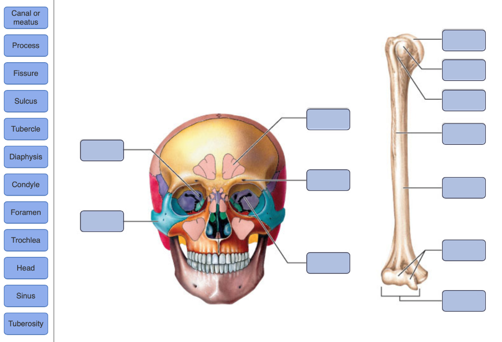 Solved Canal or meatus Process III Fissure Sulcus Tubercle | Chegg.com