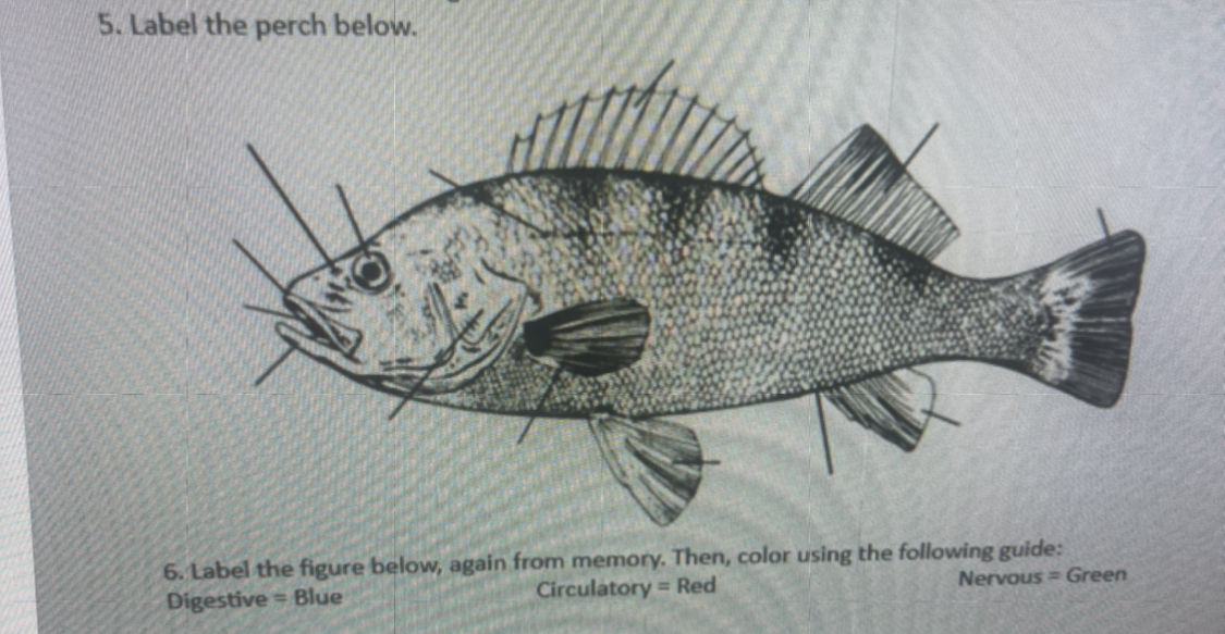 Solved 5. Label the perch below. 6. Label the figure below, | Chegg.com