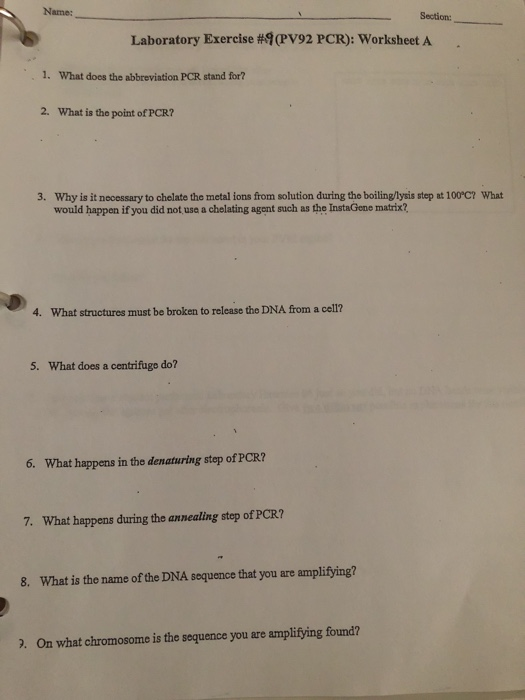 Solved Name: Section: Laboratory Exercise #9(PV92 PCR): | Chegg.com
