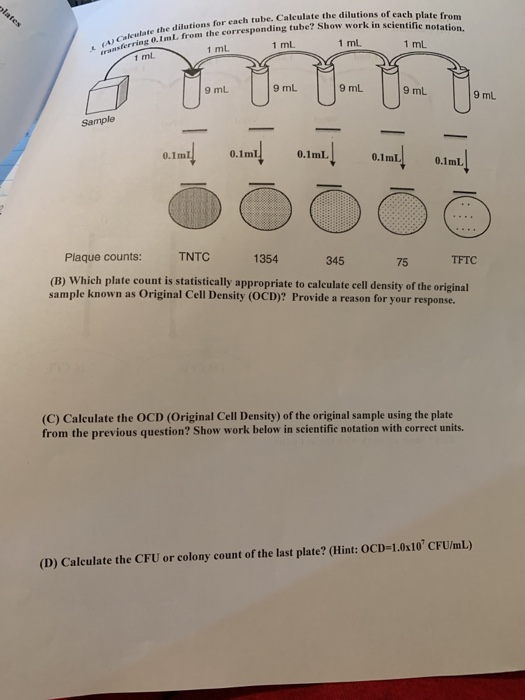 Solved l. Caleulate the serial dilutions using the following | Chegg.com