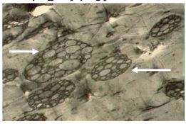 The figure below shows TEM micrograph of HIPS (rubber | Chegg.com