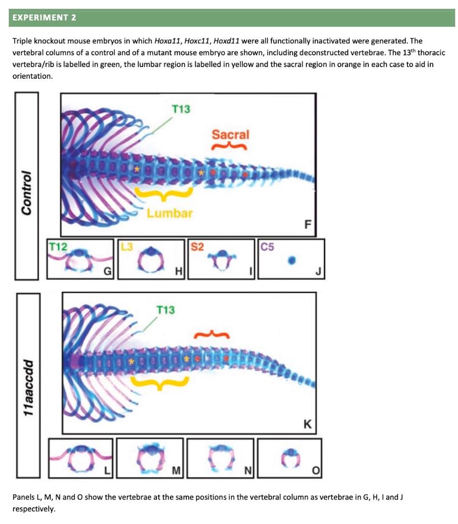Q: Identify the sequence of vertebrae in the | Chegg.com