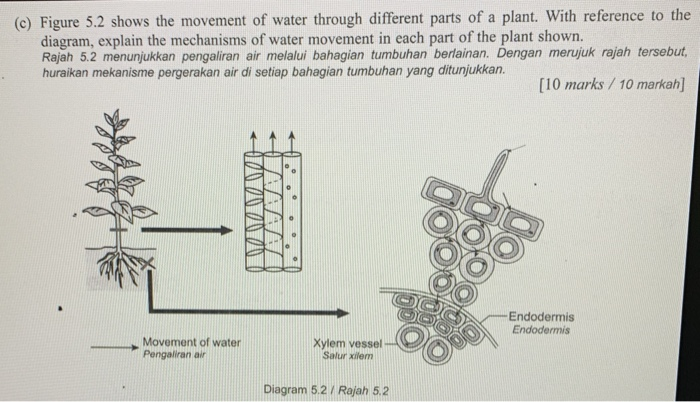 Solved (c) Figure 5.2 shows the movement of water through | Chegg.com