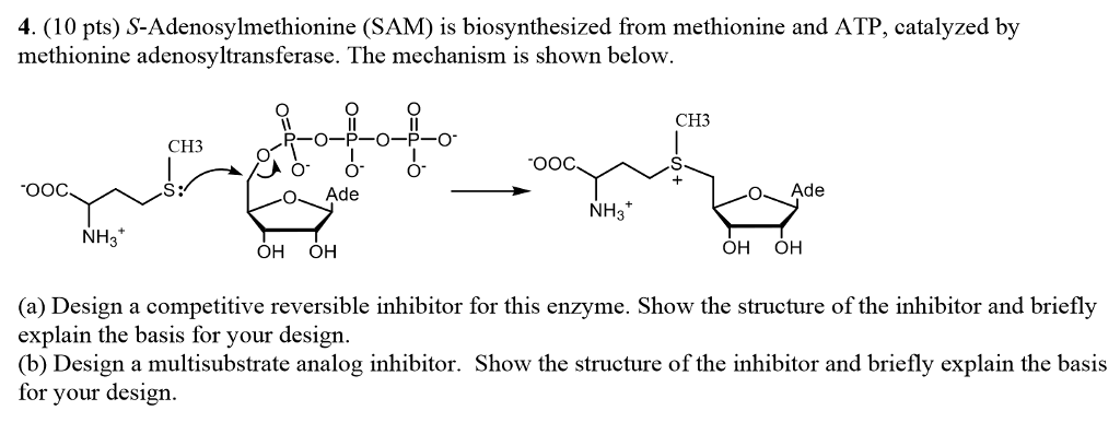 Solved 4. (10 pts) S-Adenosylmethionine (SAM) is | Chegg.com