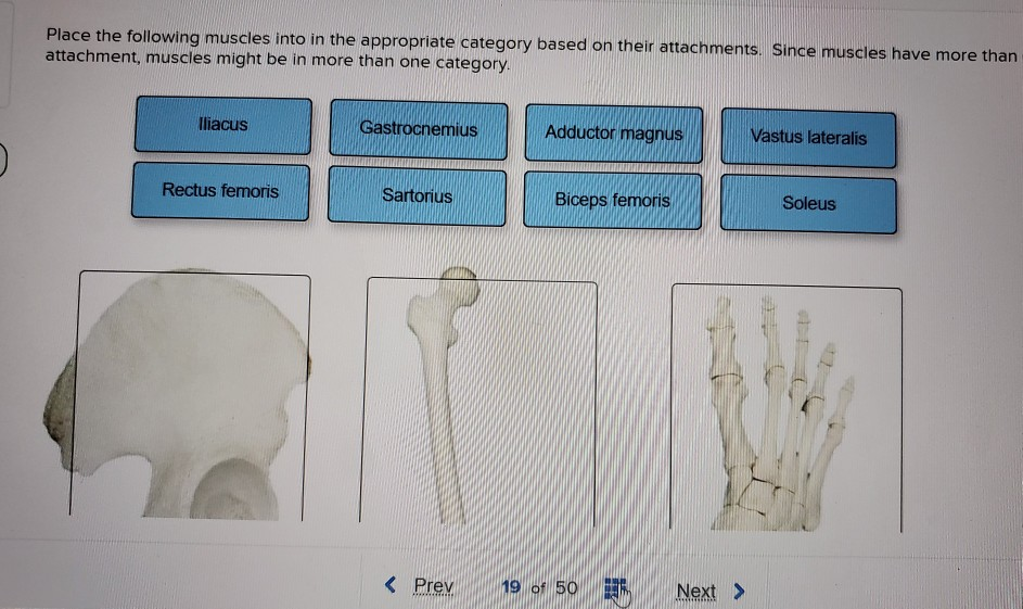 Solved Place the following muscles into in the appropriate | Chegg.com Solved Place the following muscles into in the appropriate | Chegg.com
