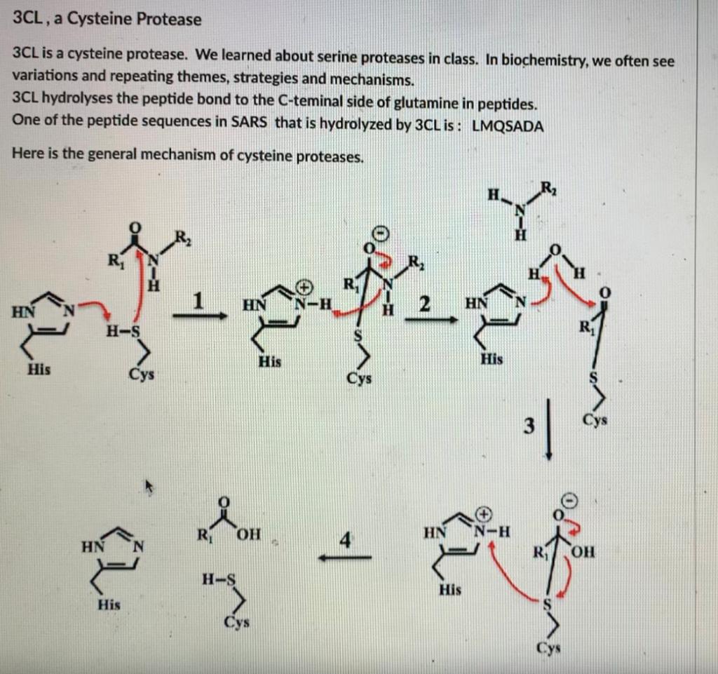 Solved 65. what amino acid in the serine protease mechanism | Chegg.com