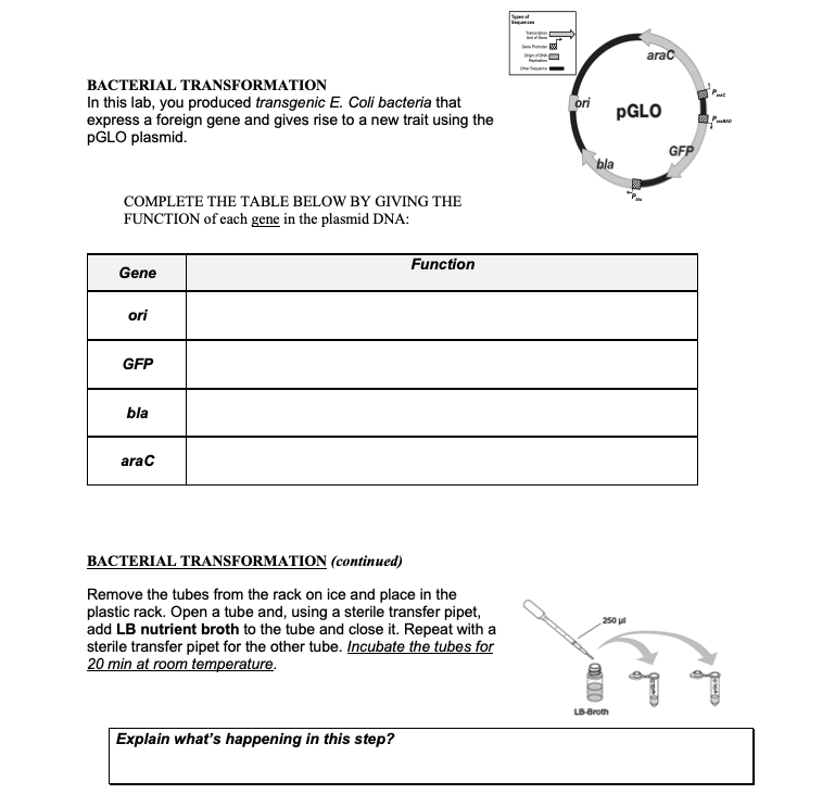 Solved arac ori BACTERIAL TRANSFORMATION In this lab, you | Chegg.com