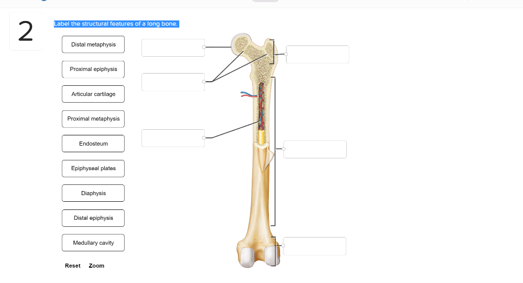 40 Label The Structure Of A Long Bone 