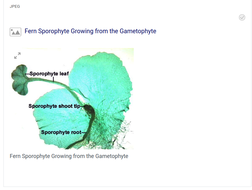 Fern Sporophyte Microscope