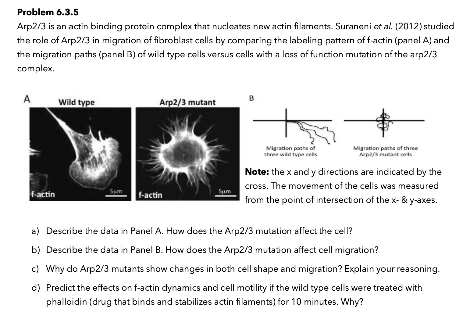 Solved Problem 6.3.5Arp2/3 ﻿is an actin binding protein | Chegg.com