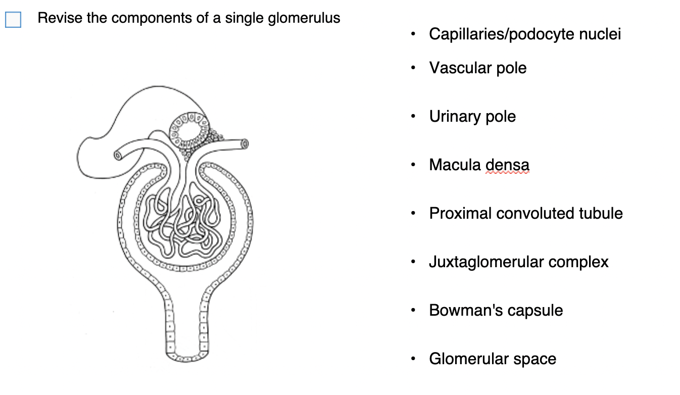 Solved vision. Revise the components of a nephron - | Chegg.com
