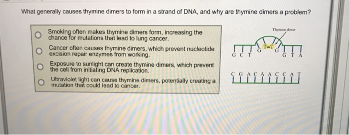 Solved What generally causes thymine dimers to form in a | Chegg.com
