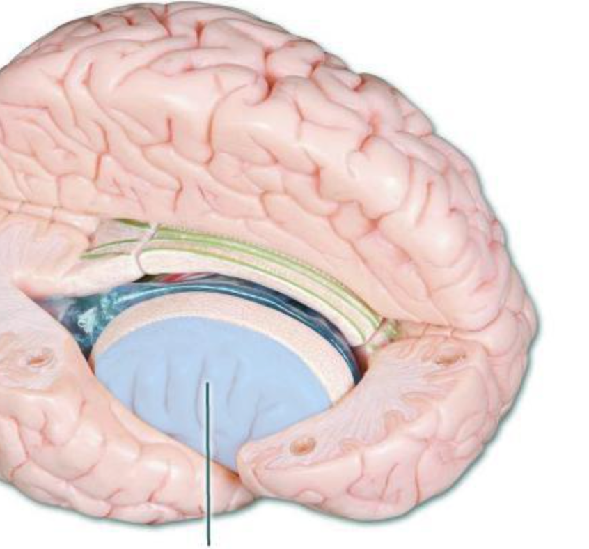 Solved At the caudal part of the highlighted structure, | Chegg.com