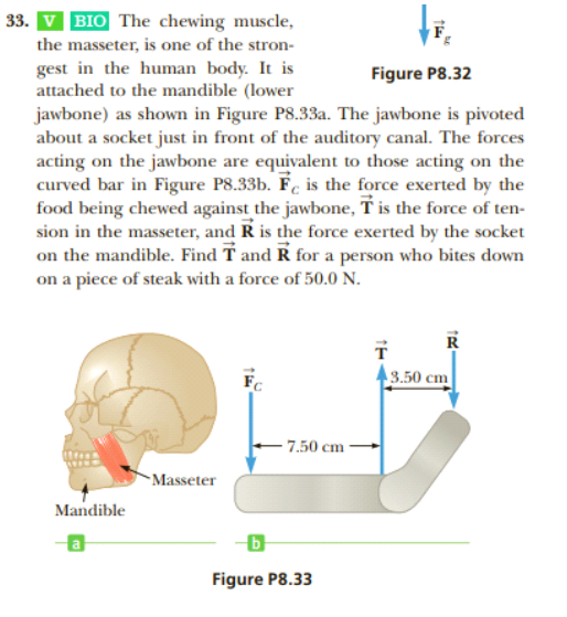 Solved 33. ﻿V BIO The chewing muscle, the masseter, is one | Chegg.com