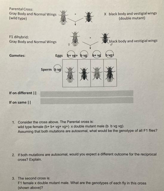 Solved Parental Cross: Gray Body and Normal Wings (wild | Chegg.com