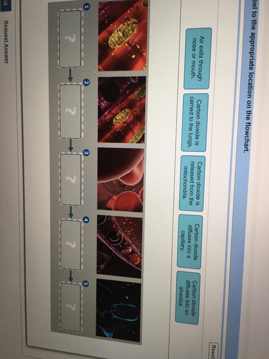 Solved bel to the appropriate location on the flowchart | Chegg.com