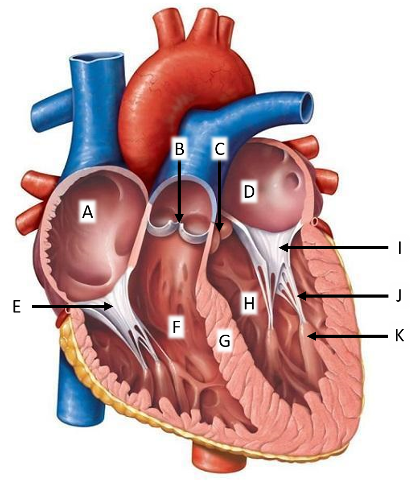 Solved aorta pulmonary arteries apex pulmonary | Chegg.com