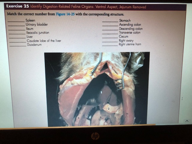 Solved Exercise 25 Identify Digestion-Related Feline Organs: | Chegg.com