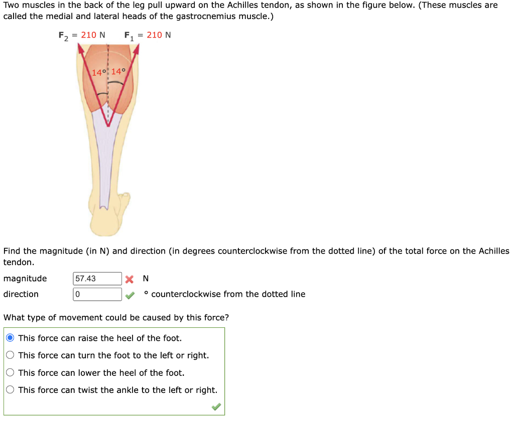Solved Two muscles in the back of the leg pull upward on the | Chegg.com