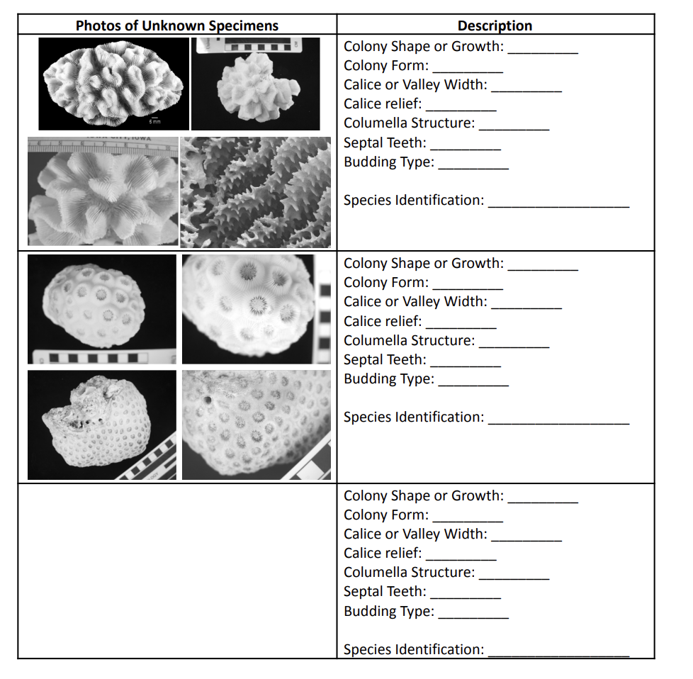 V. Describing and Identifying the unknown coral | Chegg.com