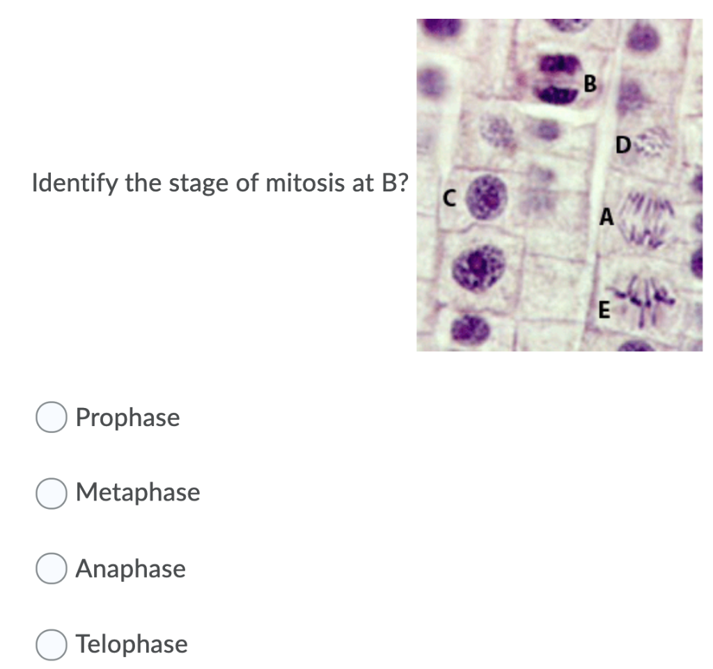 Solved B D Identify the stage of mitosis at B? с A E | Chegg.com