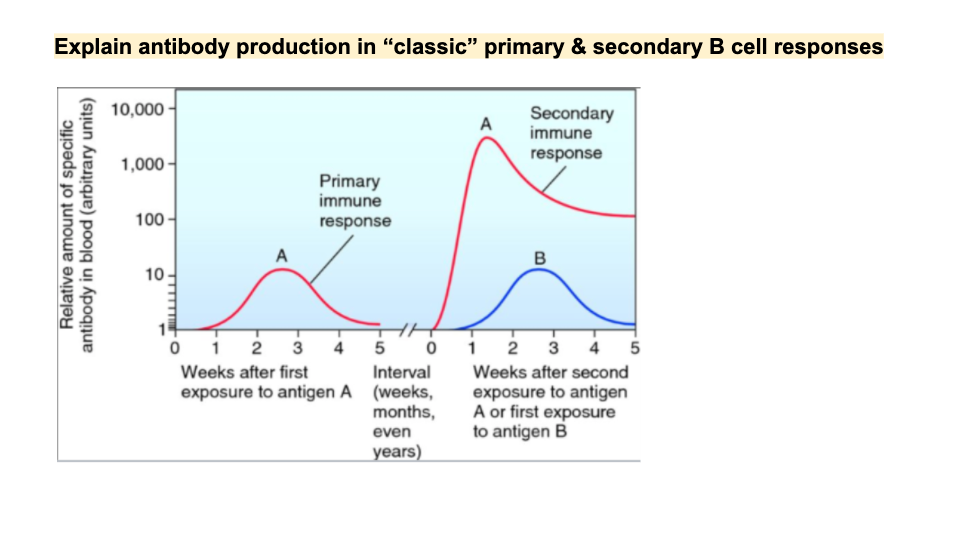 Solved Explain antibody production in "classic" primary & | Chegg.com