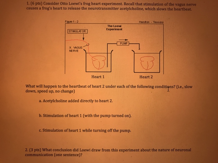 Solved 1. (6 pts) Consider otto Loewi's frog heart | Chegg.com