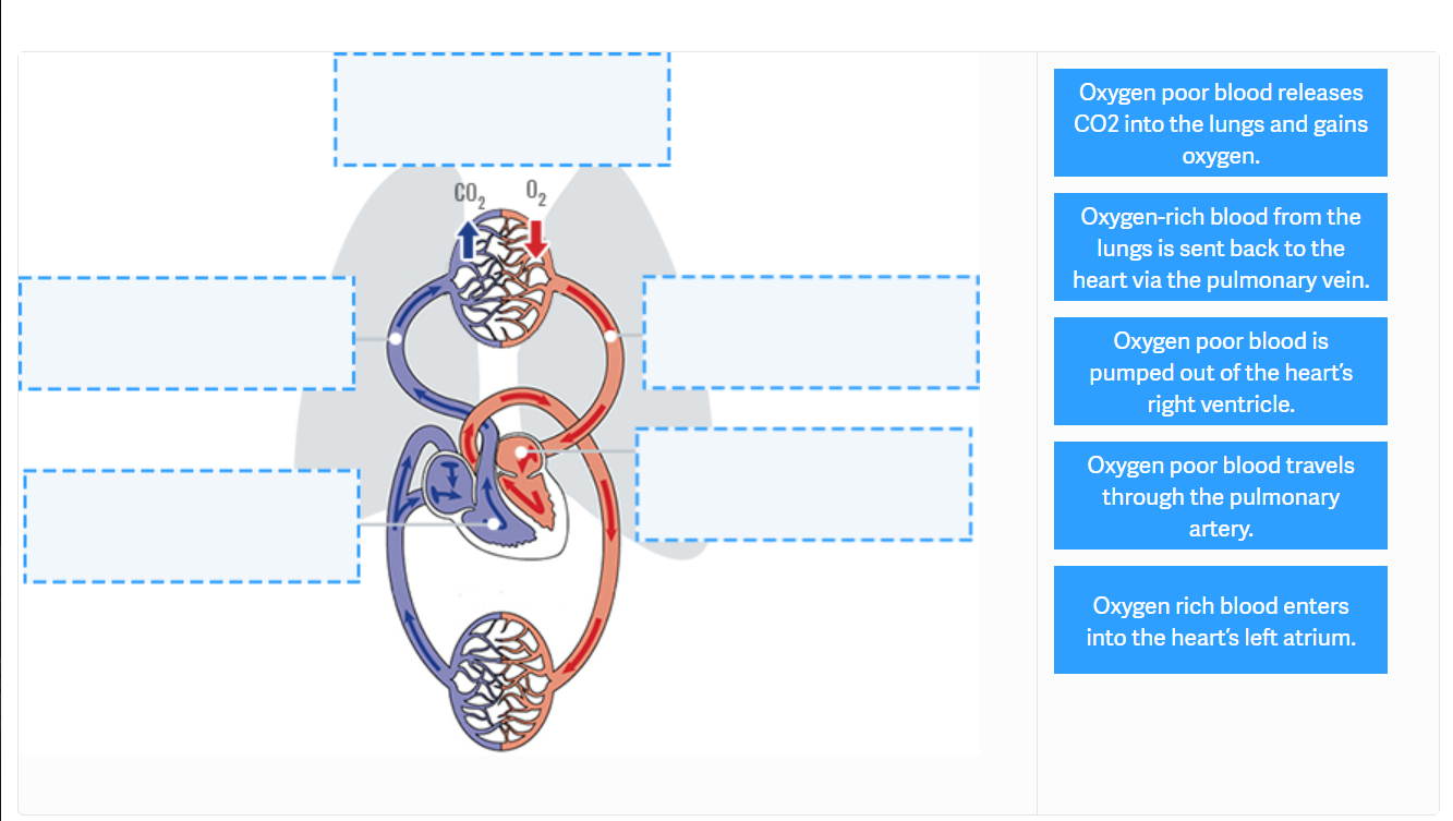 Solved Oxygen poor blood releasesCO 2 ﻿into the lungs and | Chegg.com