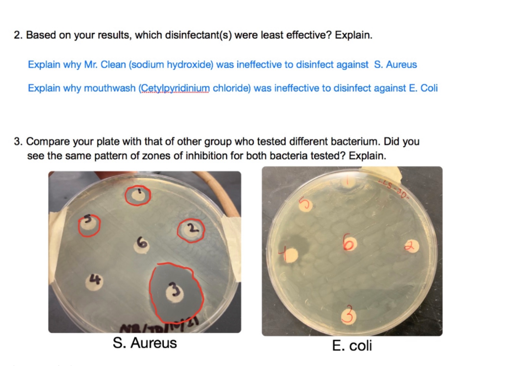 2. Based on your results, which disinfectant(s) were | Chegg.com