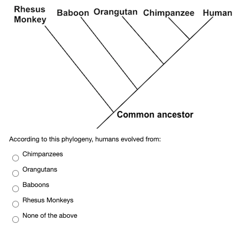 Solved Rhesus Baboon Orangutan Chimpanzee Human Monkey | Chegg.com