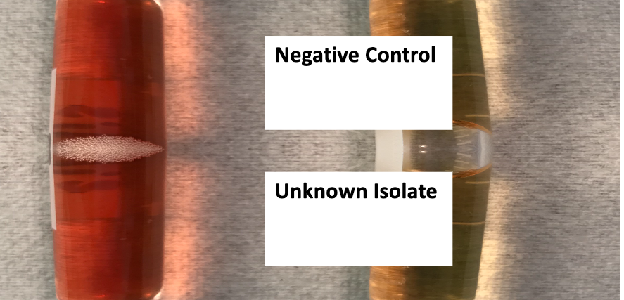 Solved 1. Identify this test and state the purpose method | Chegg.com